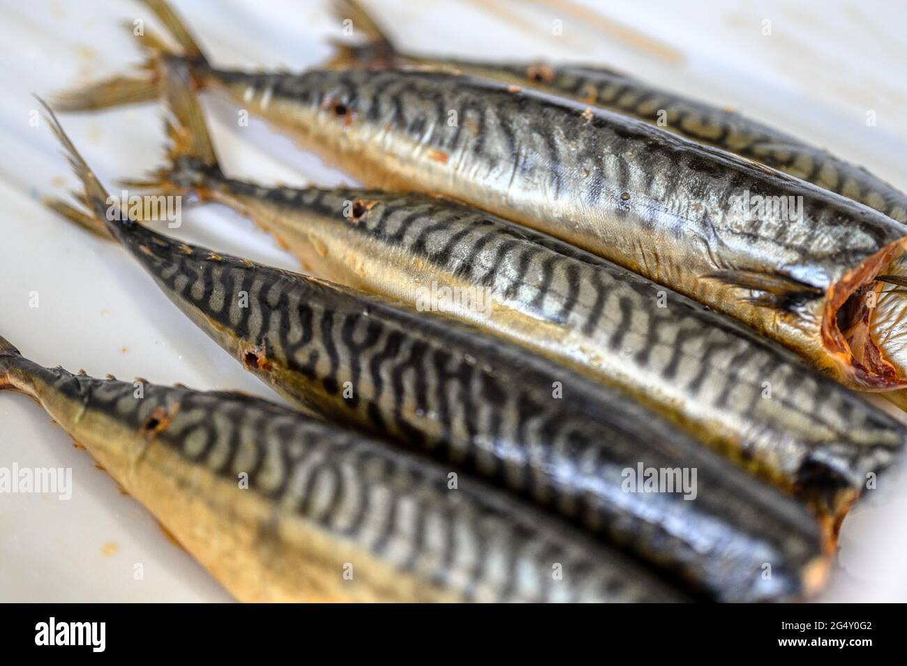 Lots of smoked mackerel carcasses. The fish lies in a heap in a white ...