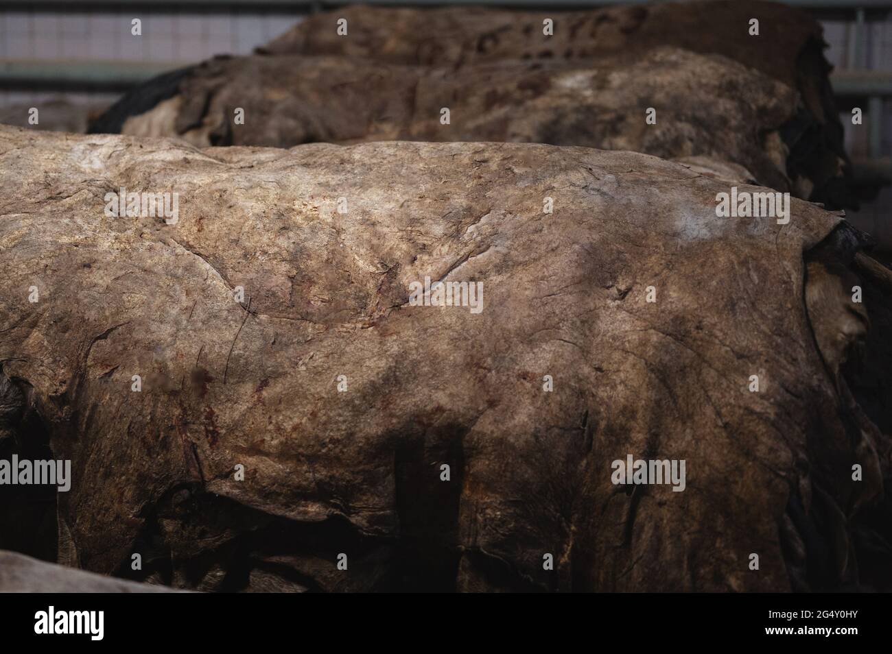 Cattle hide, prepared for further dressing. Leather industry Stock ...
