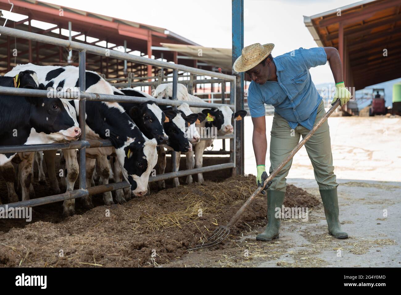 Farmer feeds the cows with compound feed in cowshed of dairy farm Stock ...