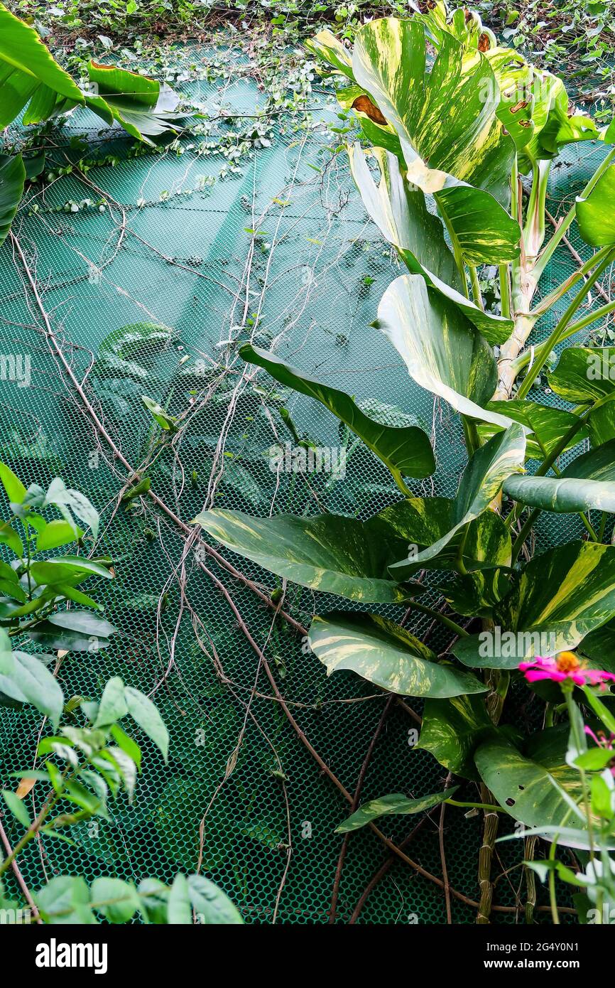 Vertical garden with tropical green leaf. Nature background Stock Photo ...