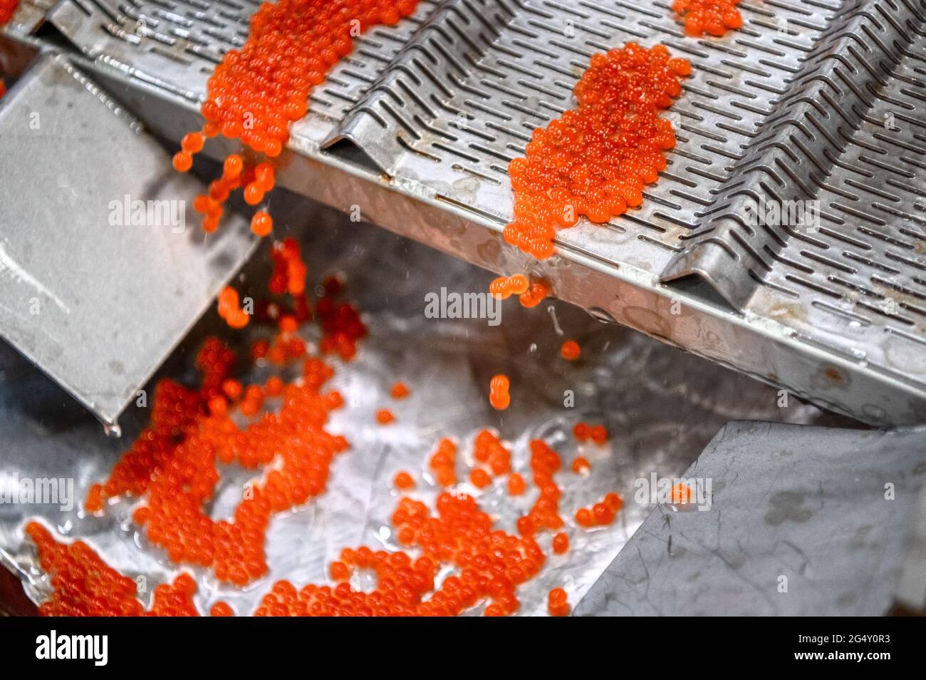 The caviar flows from the edge of the conveyor into the receiving tray ...