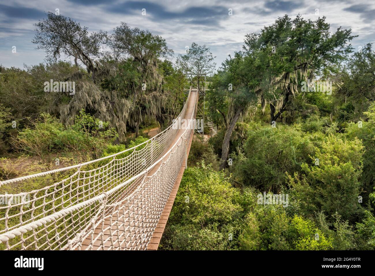 Canopy Bridge, pedestrian suspension bridge over subtropical woodland ...