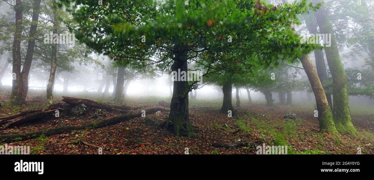 Forest with mist, Foggy woods. Nature landscape Stock Photo - Alamy
