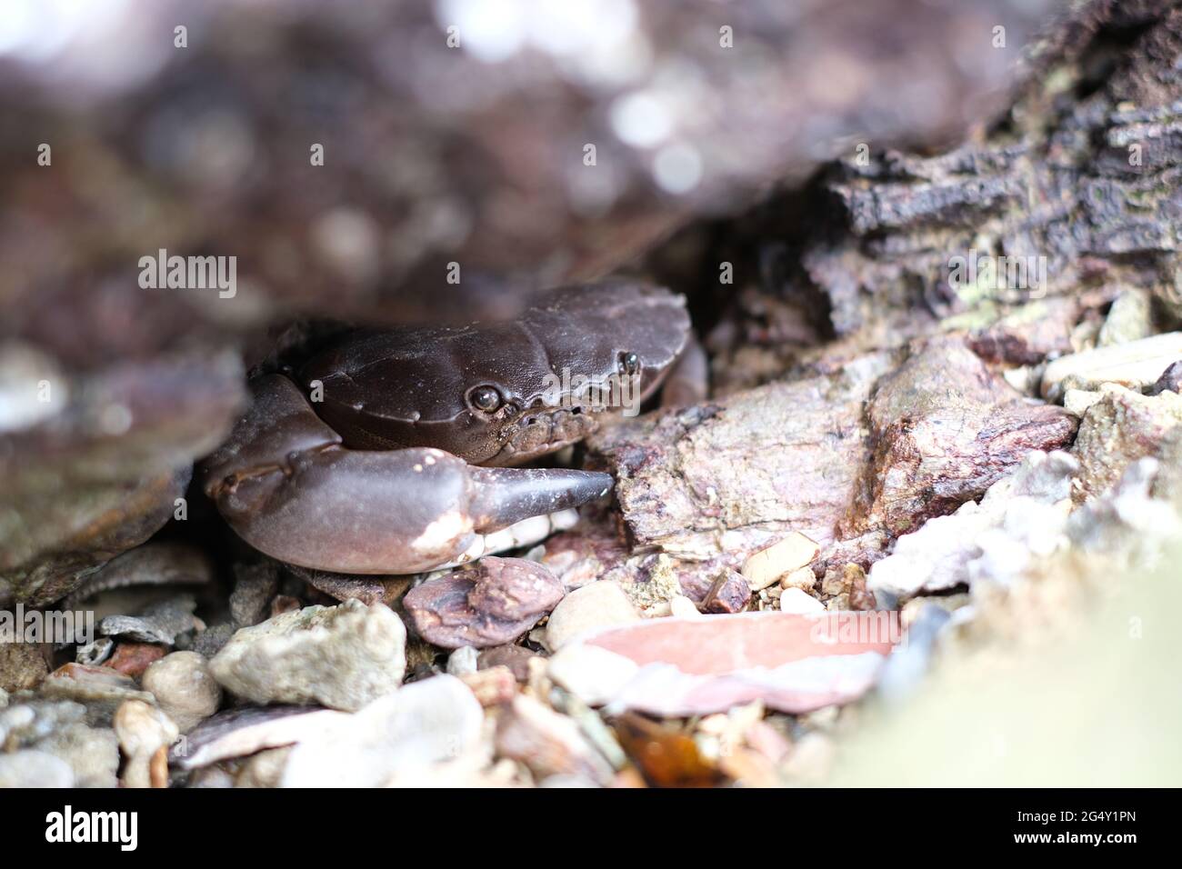 Crab big claw hi-res stock photography and images - Alamy