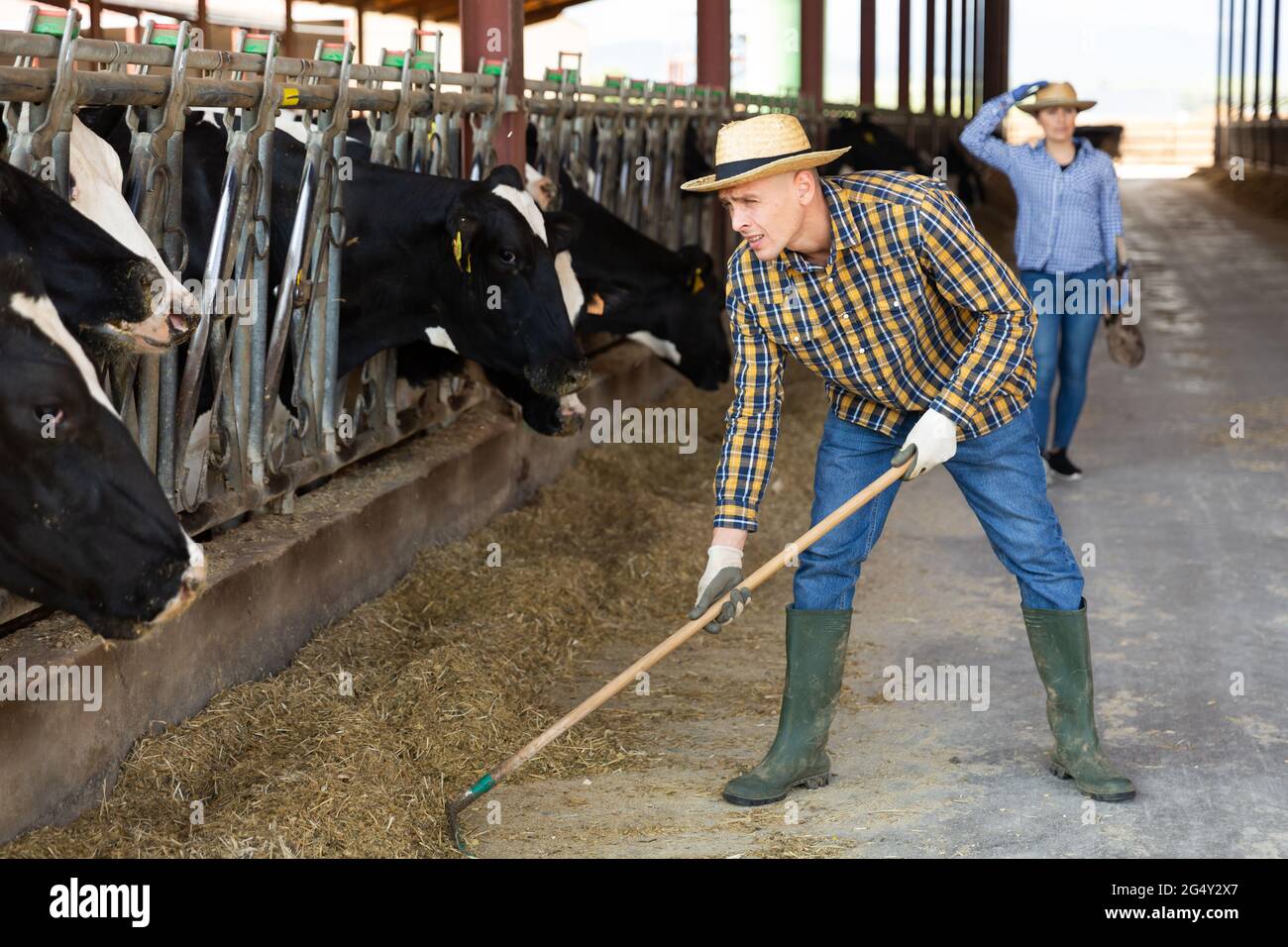 Busy man preparing hay for cows in livestock stall Stock Photo - Alamy