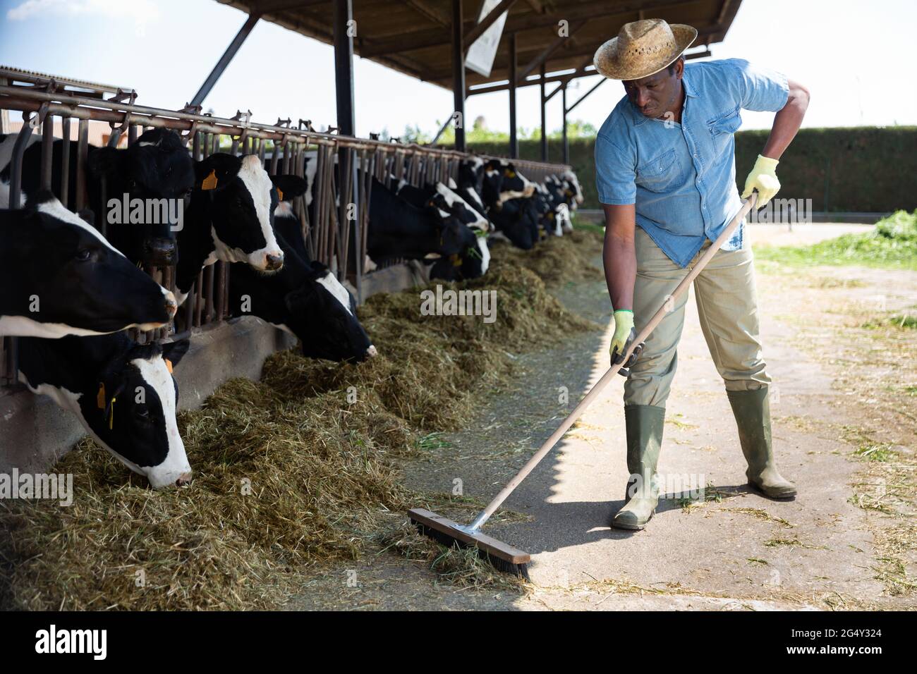 Portrait of man farm worker feeding cows Stock Photo - Alamy