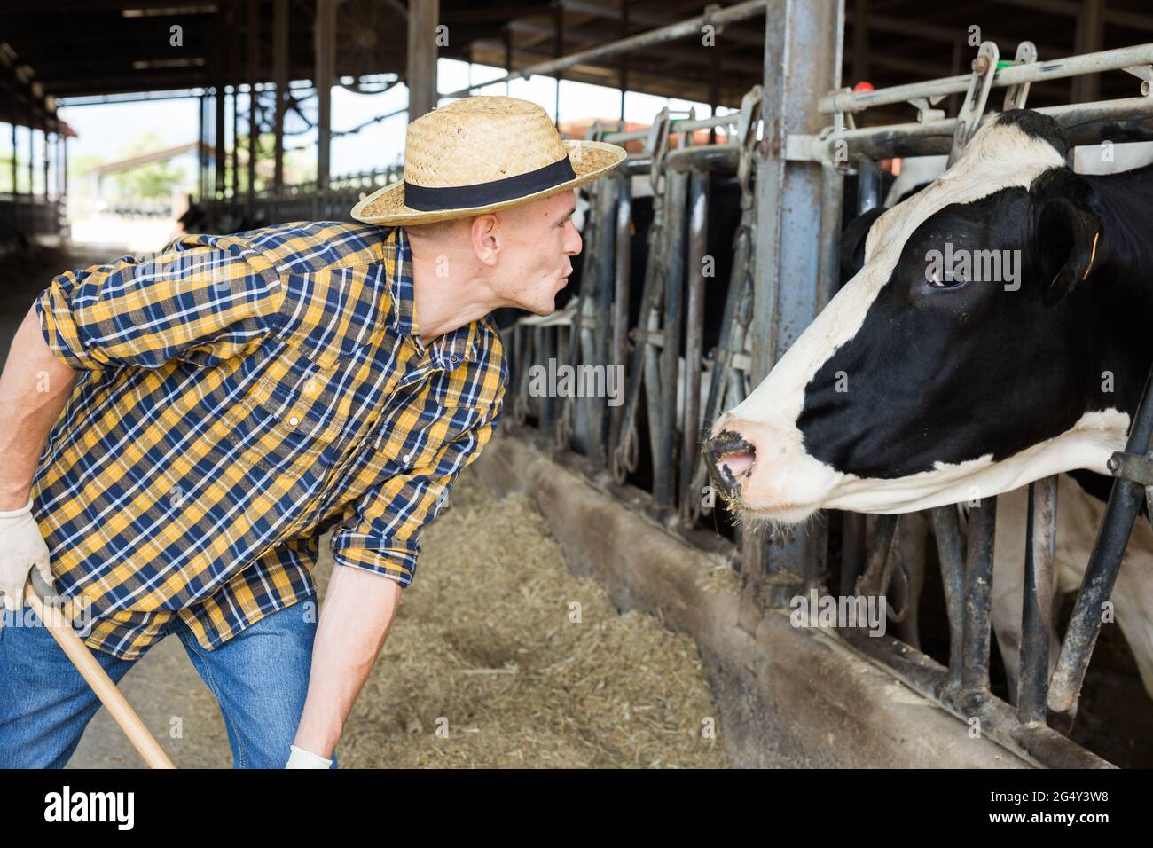 Male farmer working on dairy farm in cowshed Stock Photo - Alamy