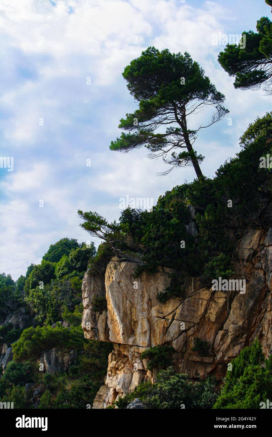 mountain peak with protruding tree. wild nature Stock Photo - Alamy
