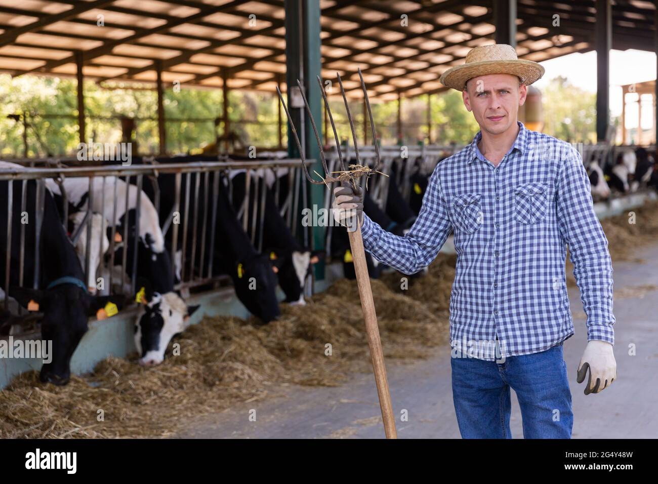 Male farmer posing in cowshed at the cow farm Stock Photo - Alamy