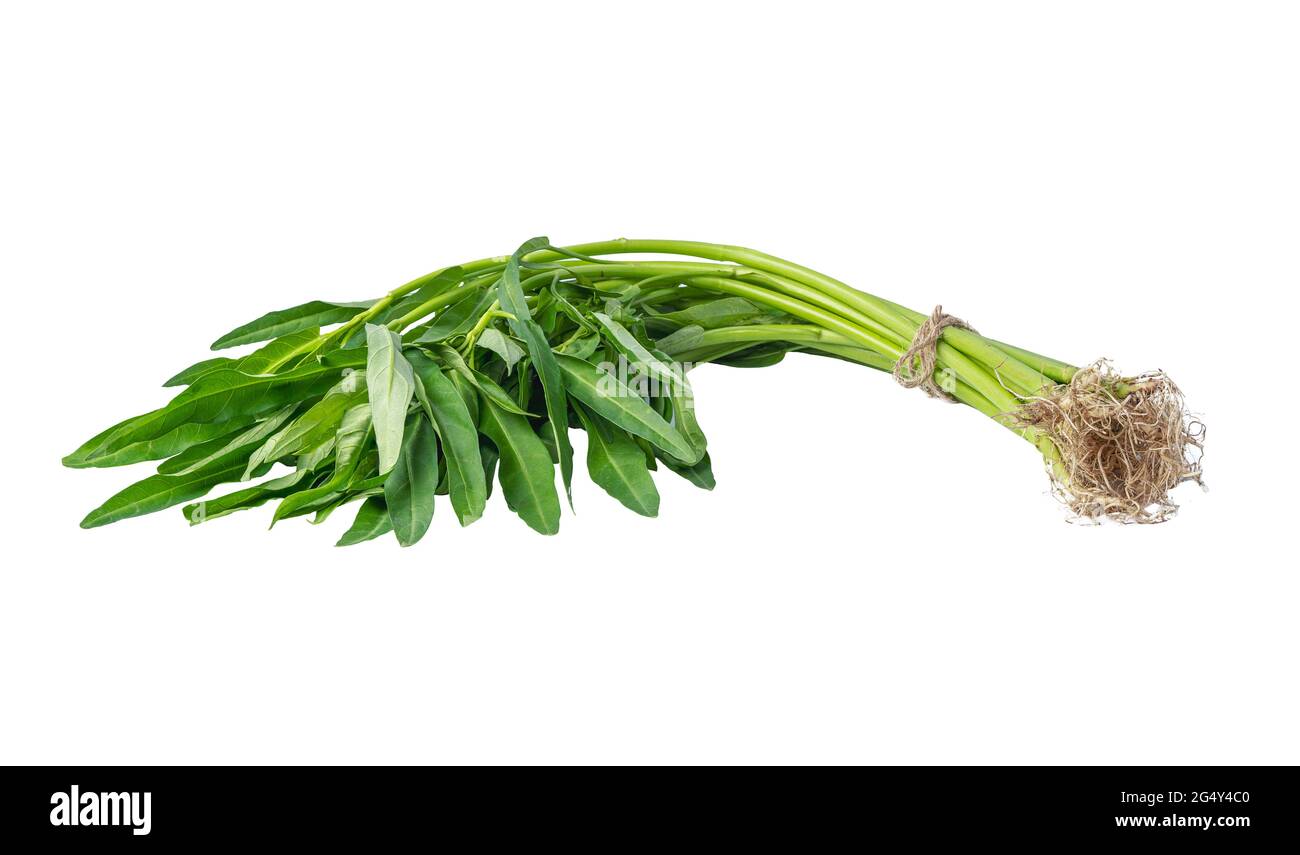 Fresh water spinach, chinese morning glory isolated on white background ...