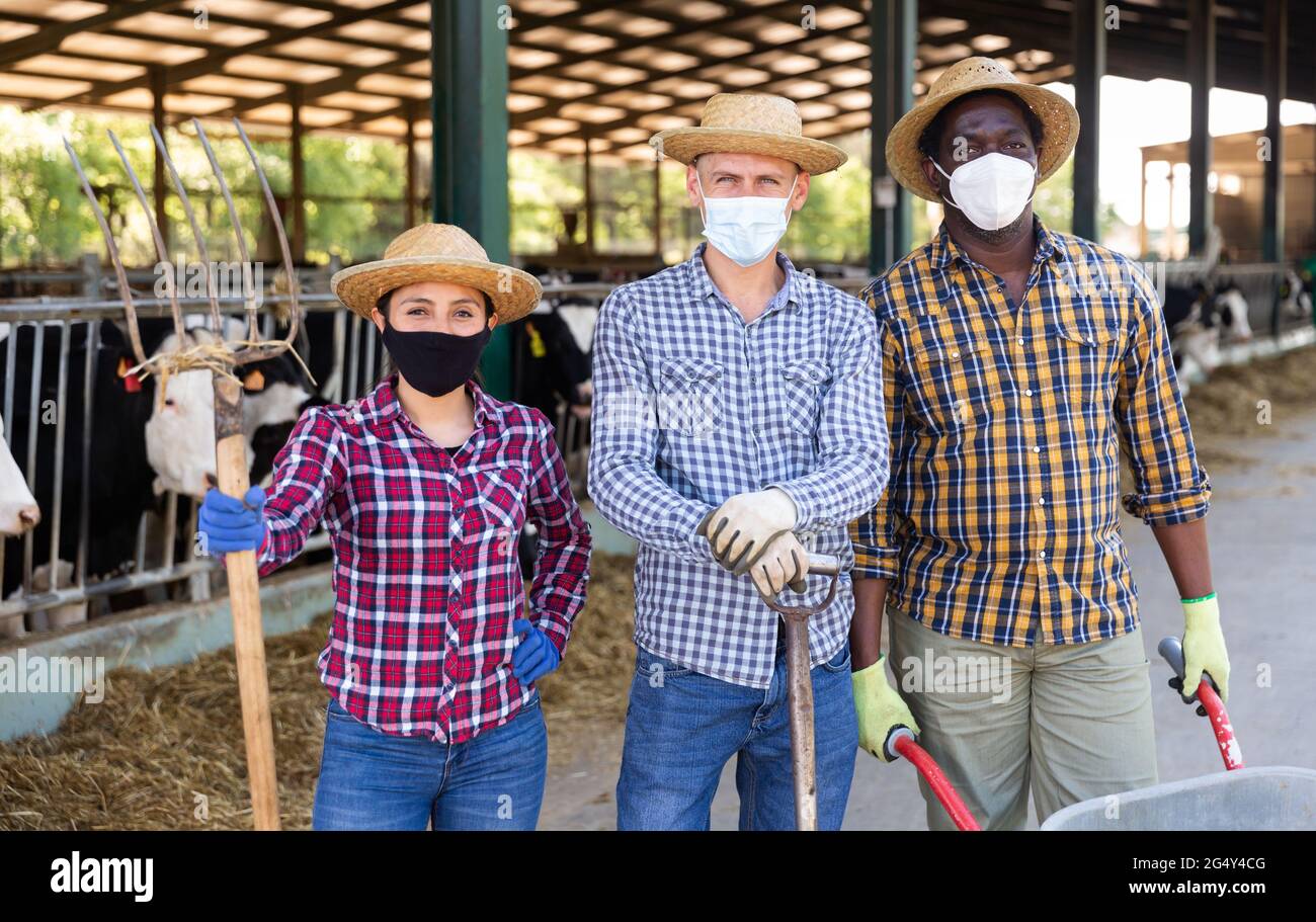 Three farmers in masks posing on a farm in a cowshed Stock Photo - Alamy