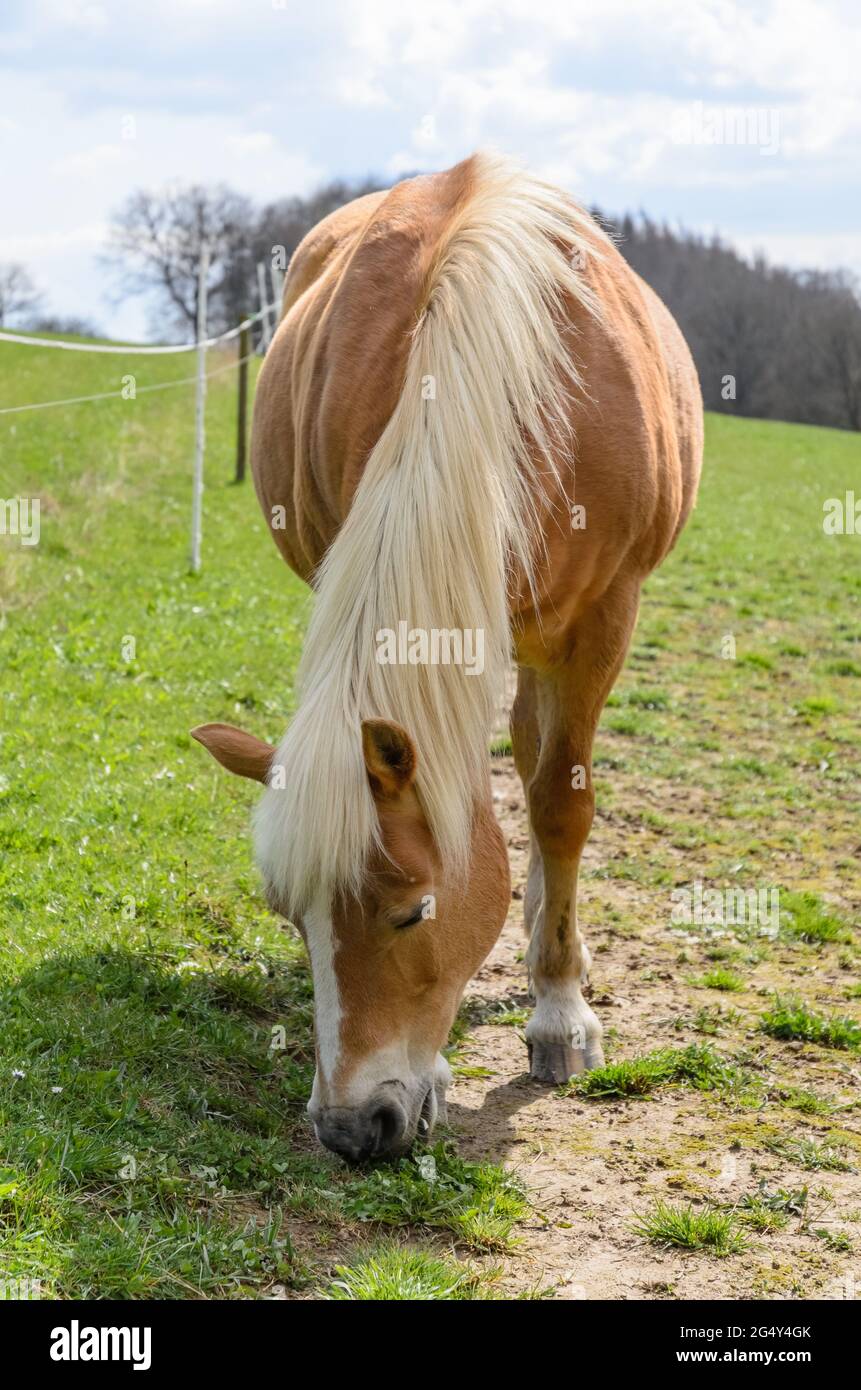 Haflinger or Avelignese horse (Equus ferus caballus) grazing on a ...