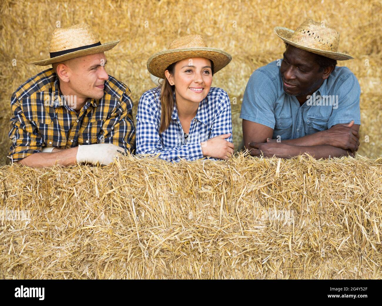 Three farmers resting on hayloft at cow farm Stock Photo - Alamy