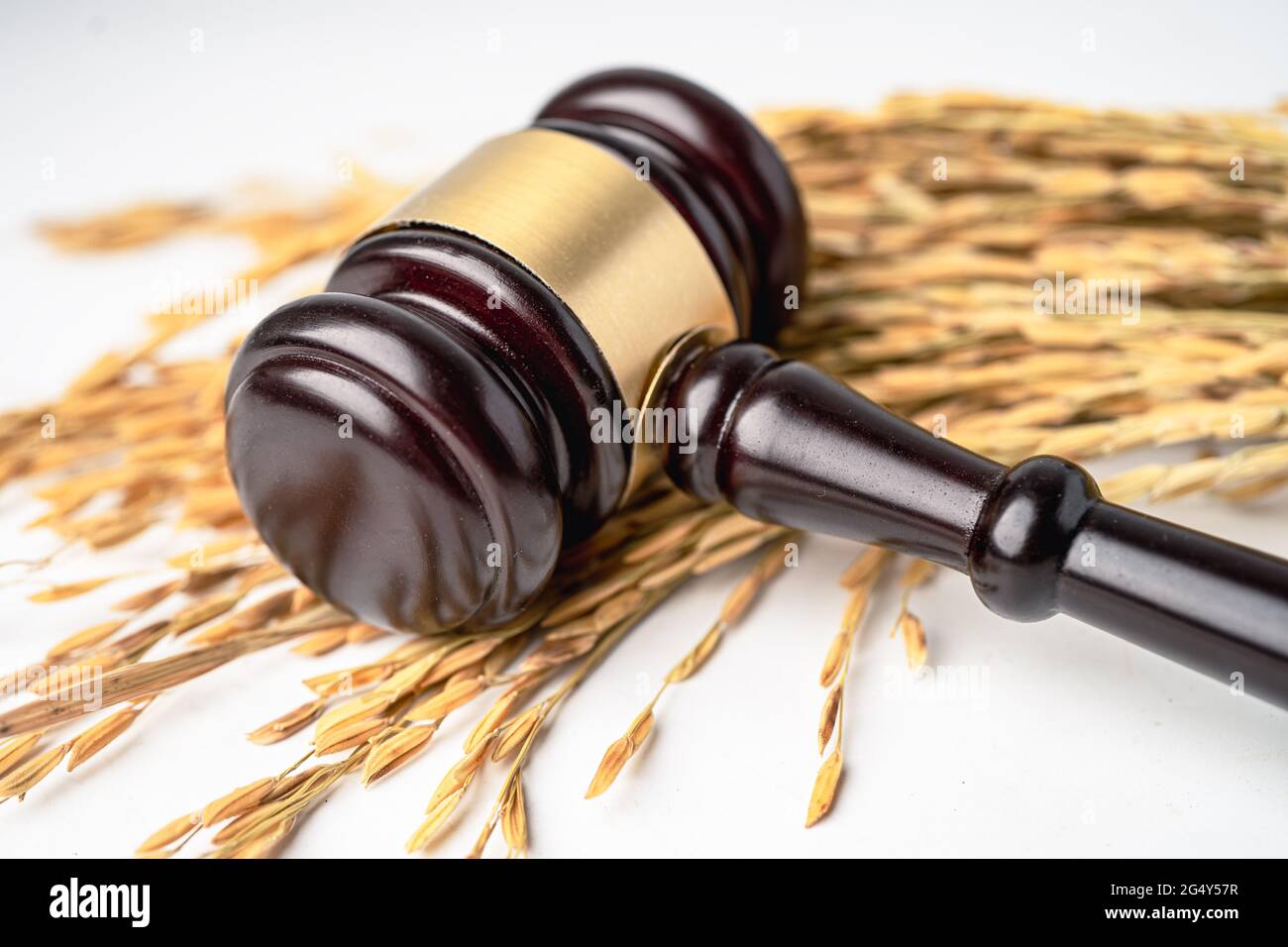 Judge hammer and gold grain jasmine rice from agriculture farm Stock ...