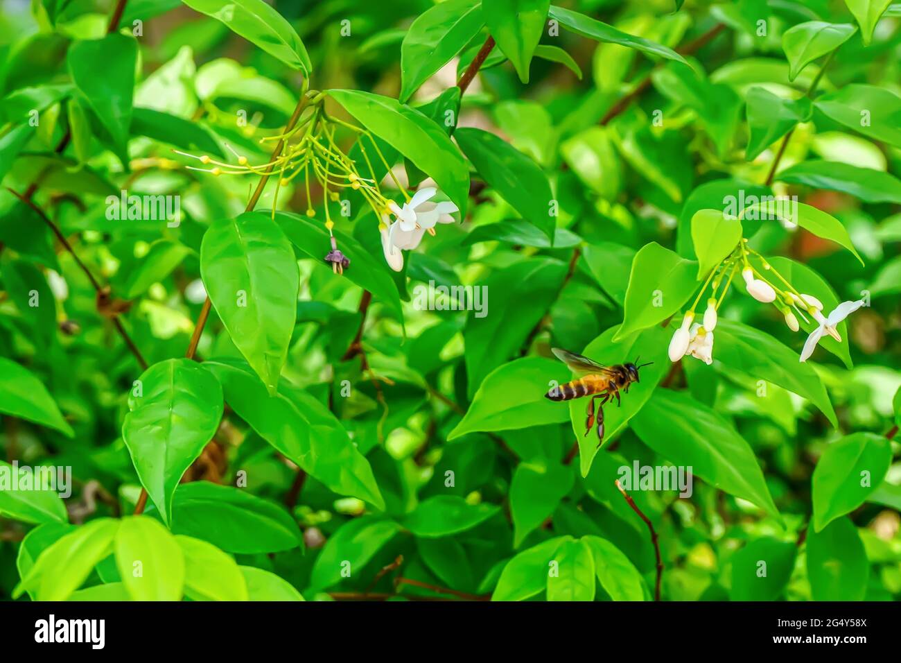 Bee eating pollen from flower on a nature background Stock Photo - Alamy