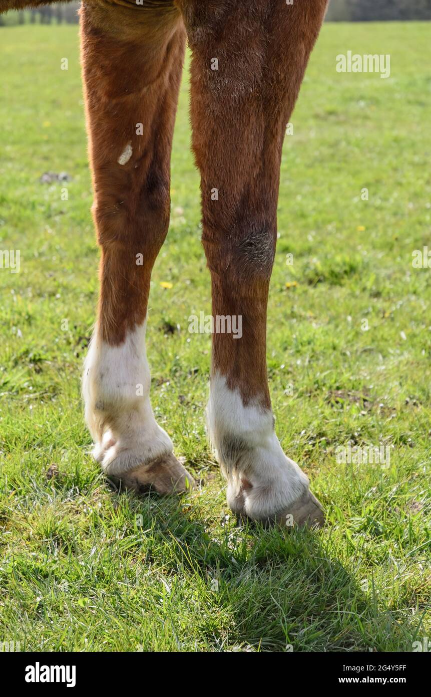 Equine leg anatomy hi-res stock photography and images - Alamy