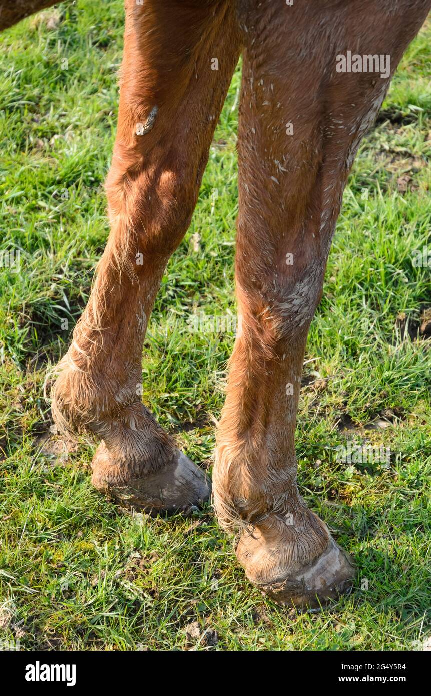 Equine leg anatomy hi-res stock photography and images - Alamy