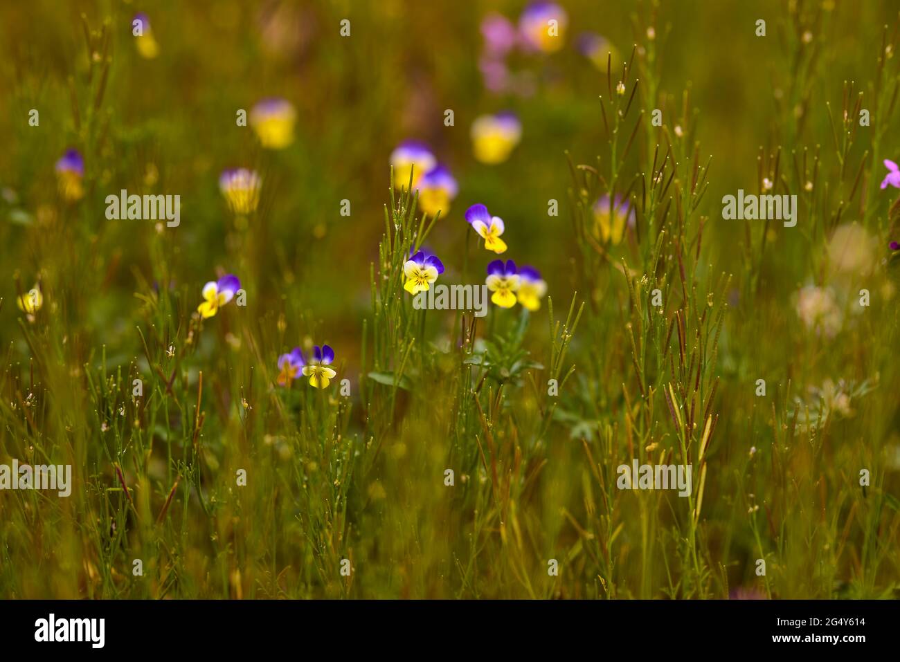image with wild flowering plant in natural environment Stock Photo - Alamy