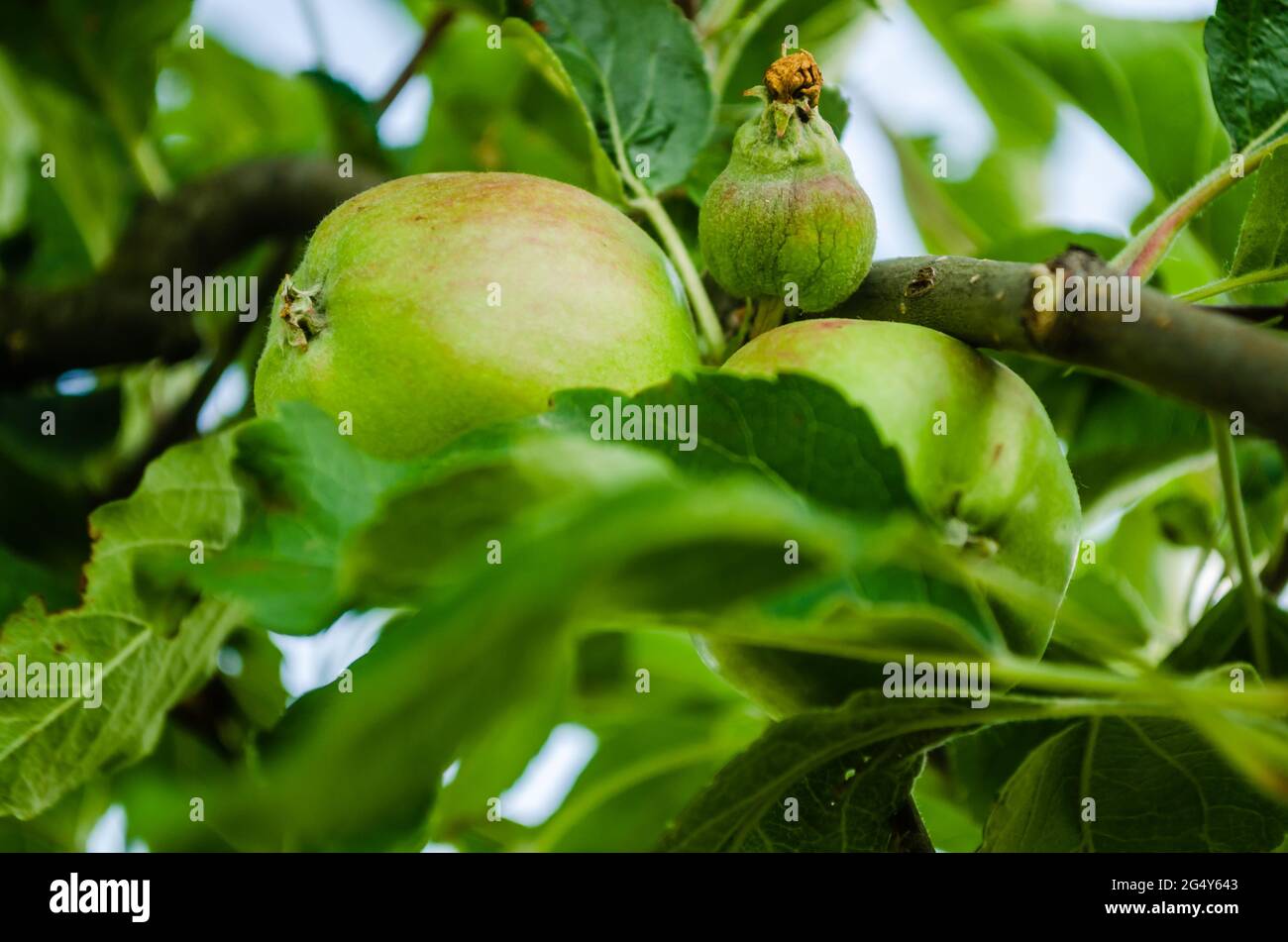 Juicy ripe apple fruit on a tree Stock Photo - Alamy