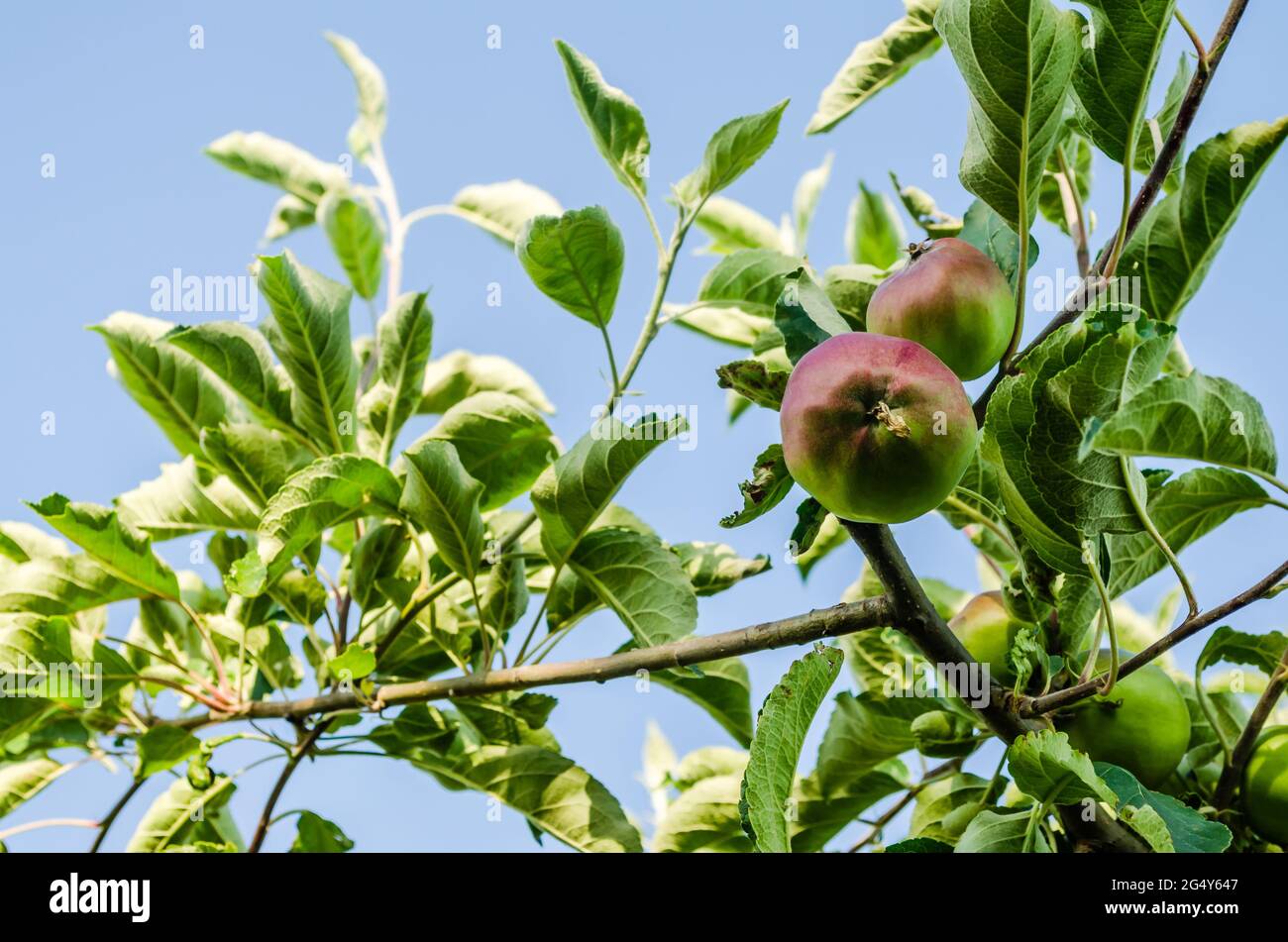 Juicy ripe apple fruit on a tree Stock Photo - Alamy