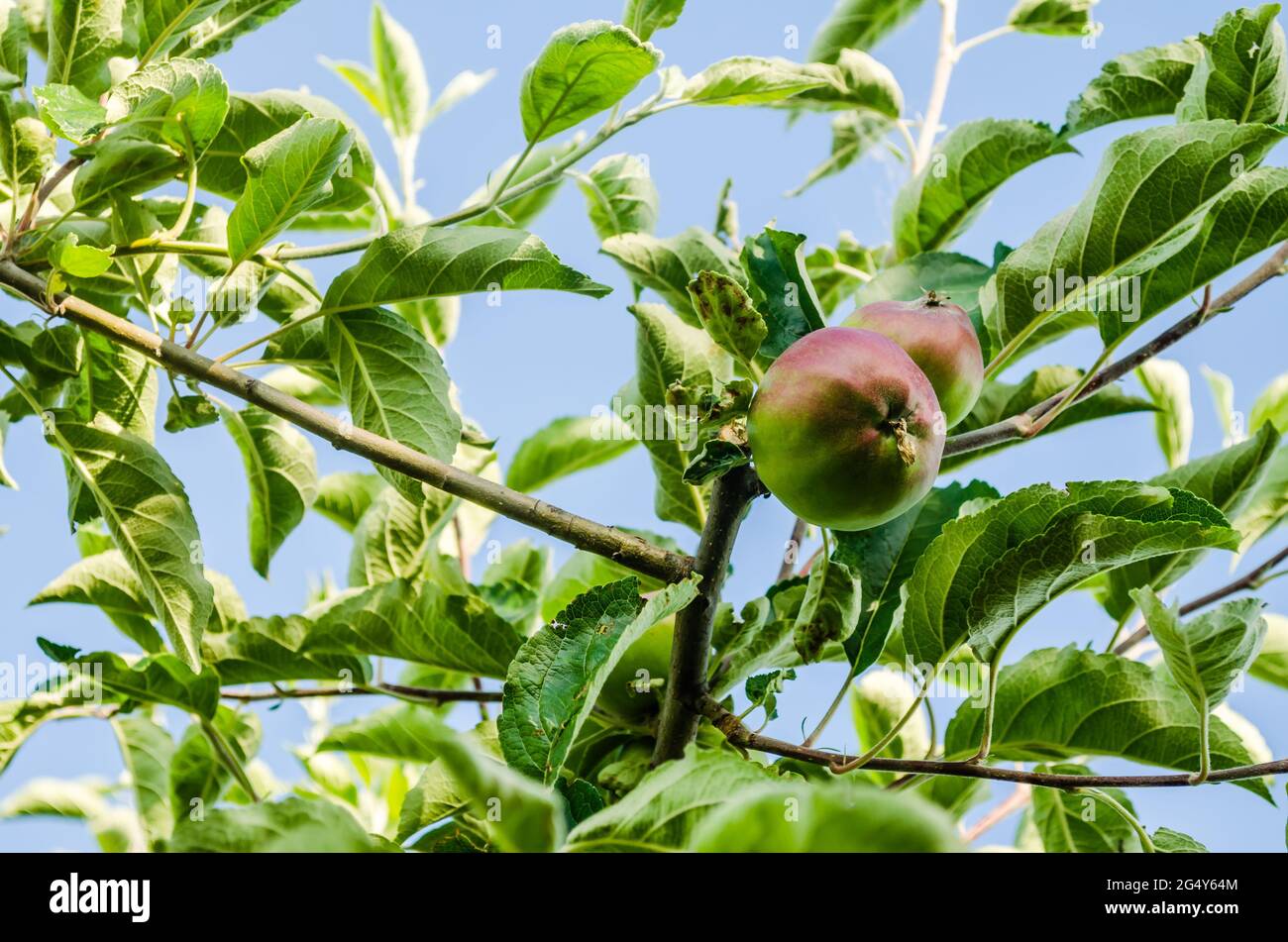 Juicy ripe apple fruit on a tree Stock Photo - Alamy