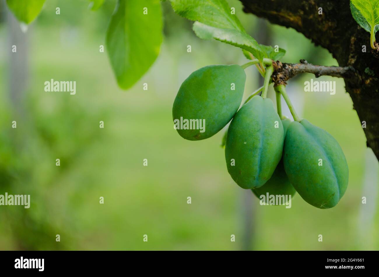 Sun ripened fruits hi-res stock photography and images - Alamy