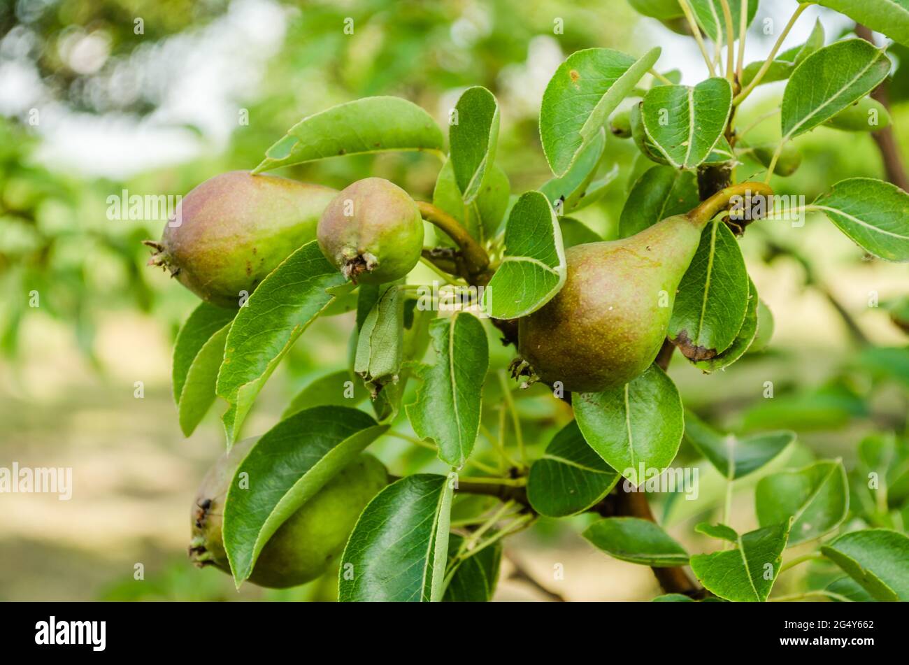 Pear growth hi-res stock photography and images - Alamy
