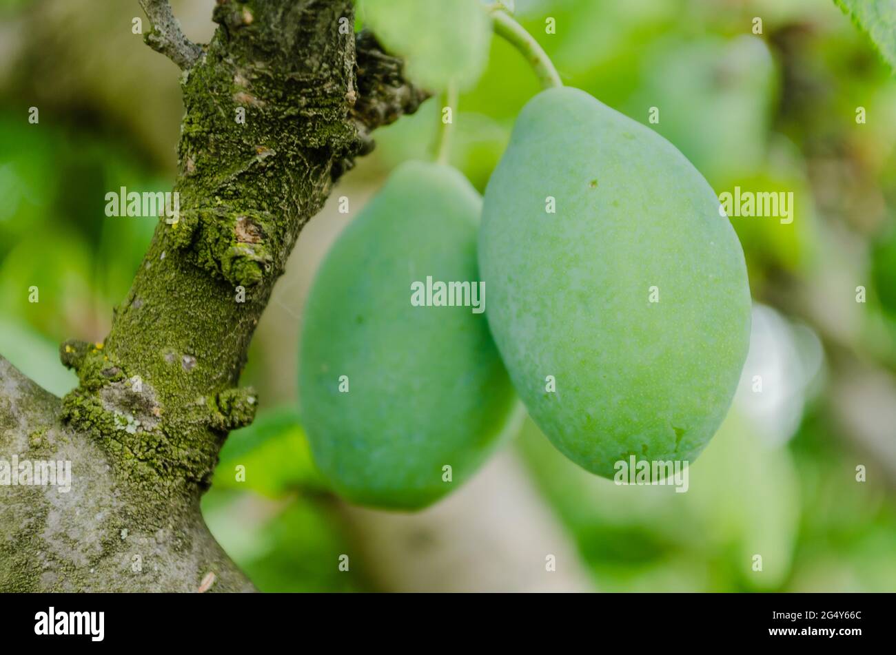 Sun ripened fruits hi-res stock photography and images - Alamy