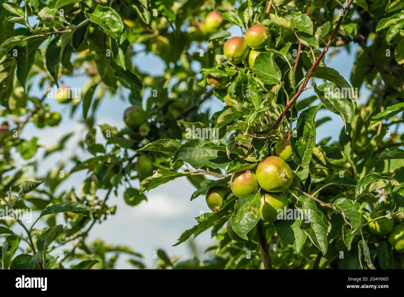 Juicy ripe apple fruit on a tree Stock Photo - Alamy