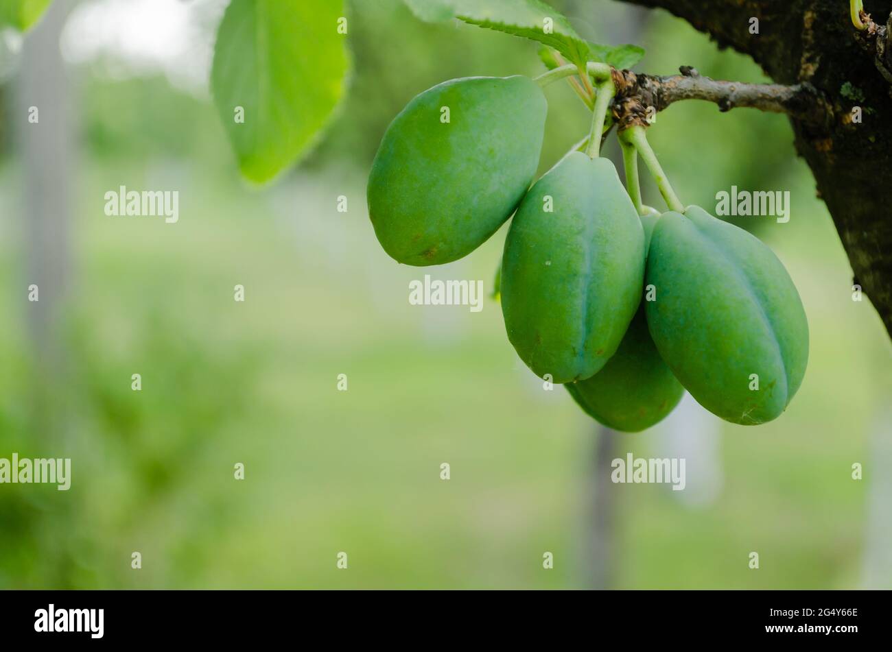 Sun ripened fruits hi-res stock photography and images - Alamy