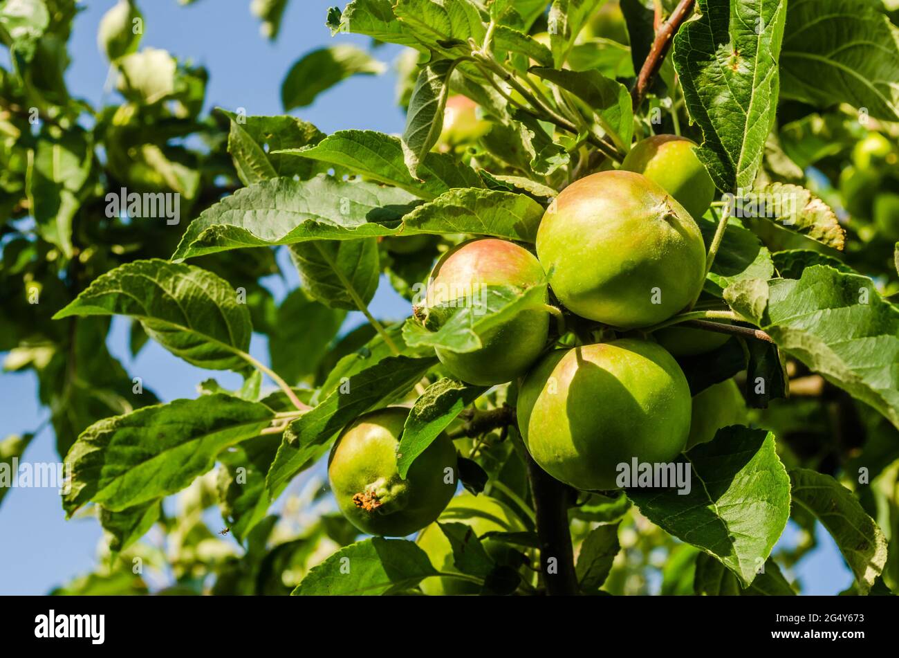 Juicy ripe apple fruit on a tree Stock Photo - Alamy