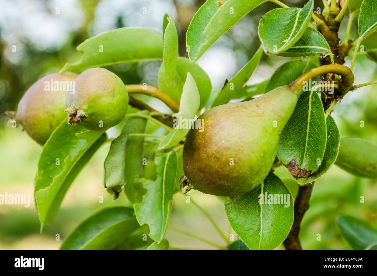 Pear harvest growing hi-res stock photography and images - Alamy