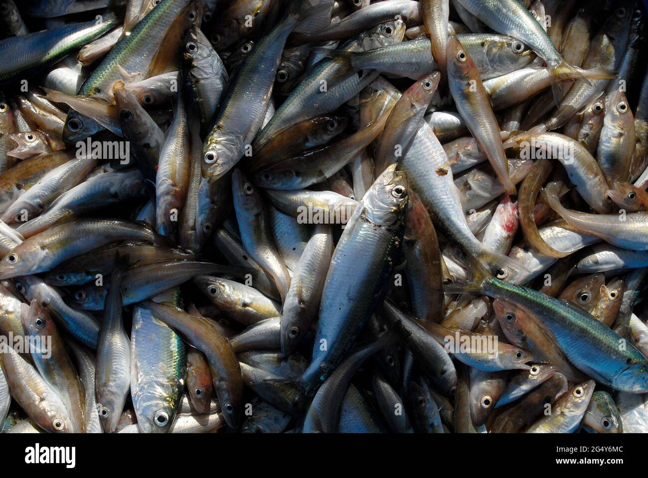Fish underwater turkey fish hi-res stock photography and images - Alamy