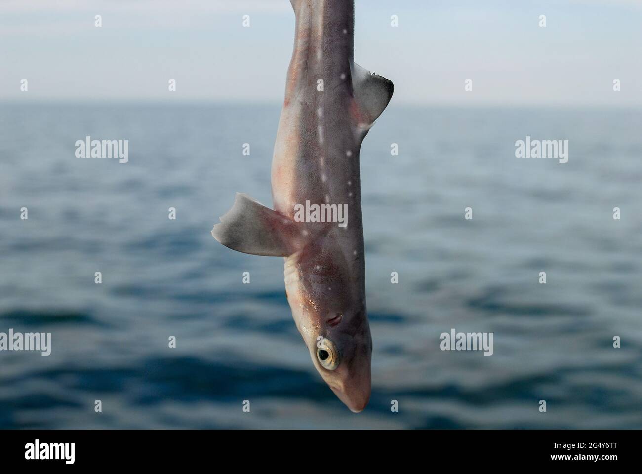 View of fish jumping into the sea Stock Photo - Alamy