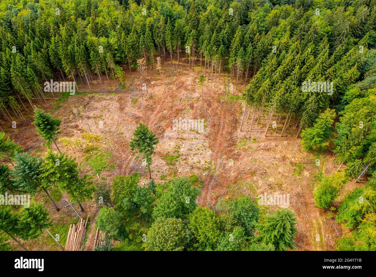 a clearing in the forest from above Stock Photo - Alamy