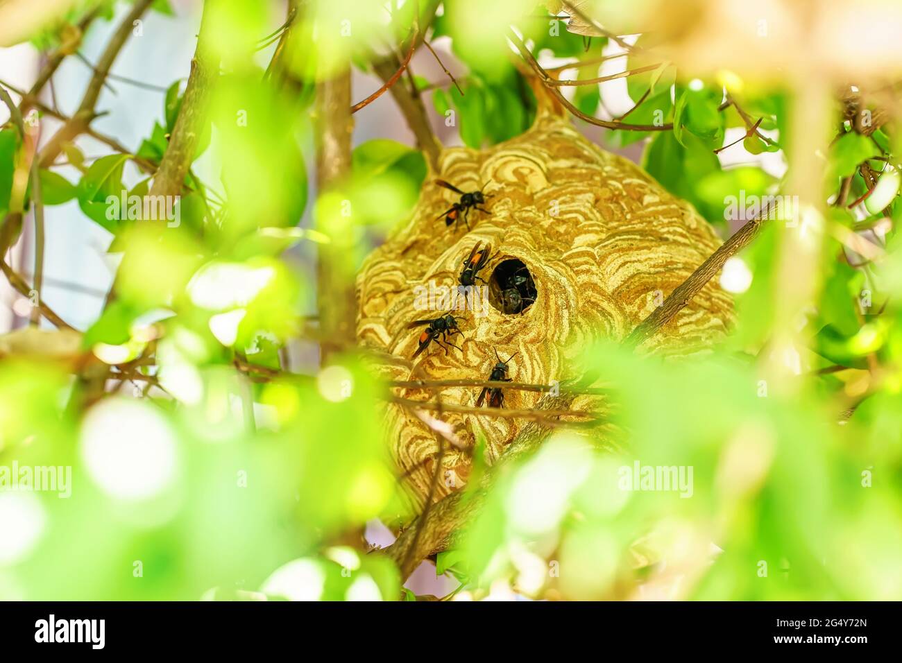 Dwarf honey bees in nest hi-res stock photography and images - Alamy