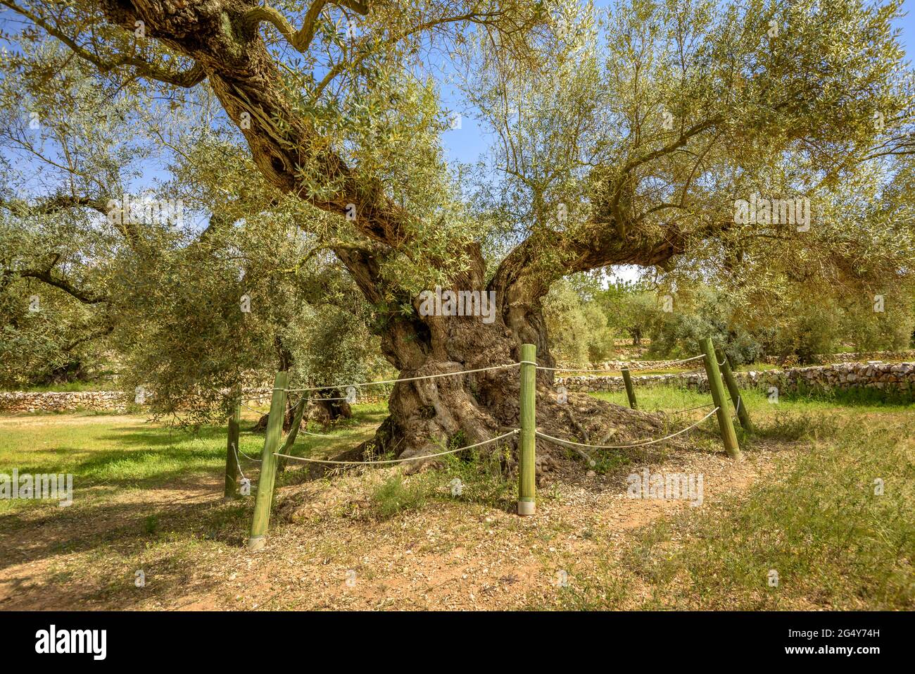 The Open-air Museum of the Millennial Olive Trees of L'Arion, in ...