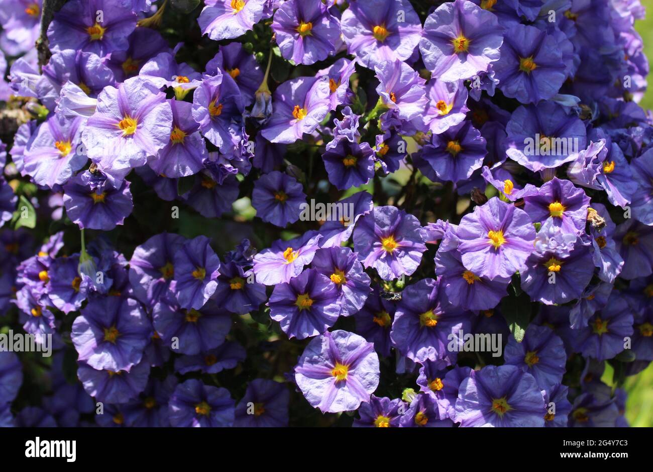blue potato bush in the garden Stock Photo - Alamy