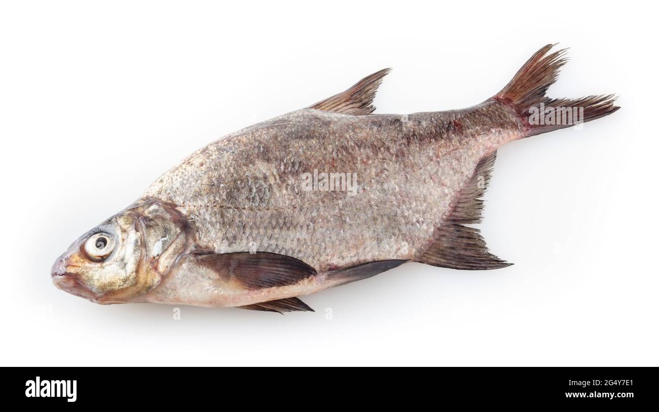 Common river bream isolated on white background. Freshwater fish Stock ...