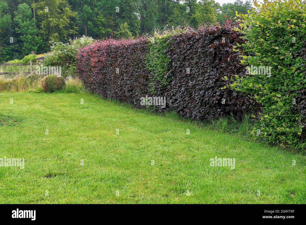 Purple beech hedge (Fagus sylvatica Stock Photo - Alamy