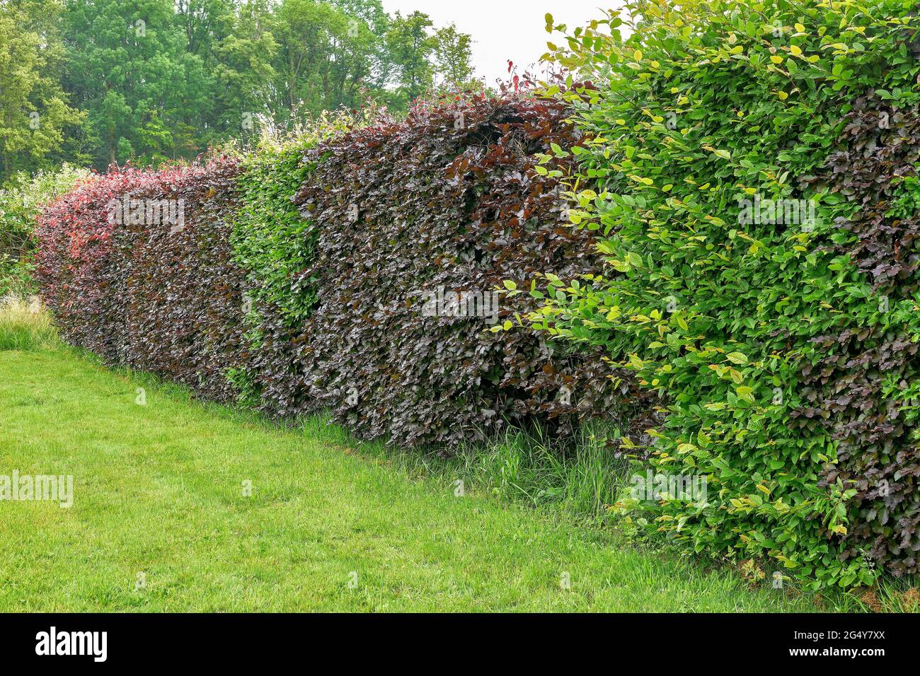 Purple beech hedge (Fagus sylvatica Stock Photo - Alamy