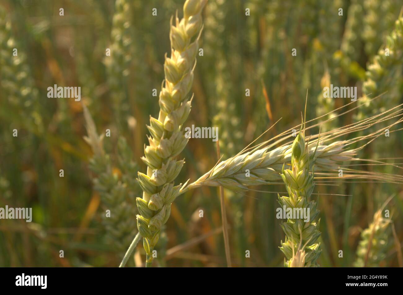 Flowering Phase of Wheat Plants Cultivated in the Farm Field Stock ...