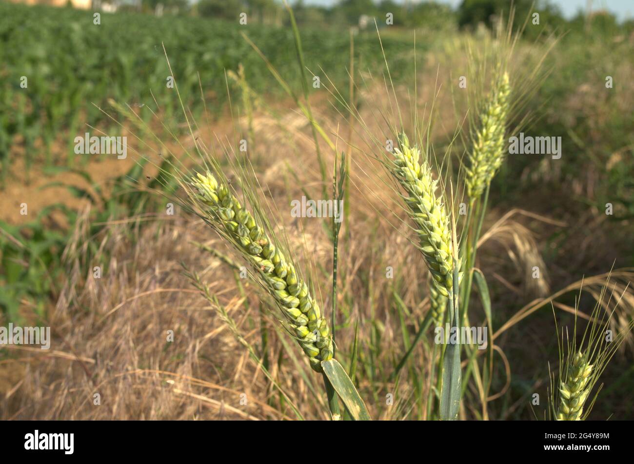 Flowering Phase of Wheat Plants Cultivated in the Farm Field Stock ...