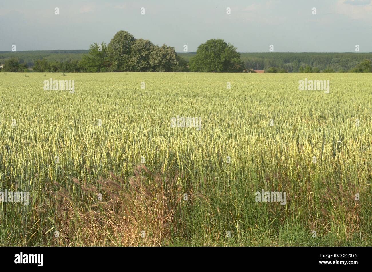 Flowering Phase of Wheat Plants Cultivated in the Farm Field Stock ...