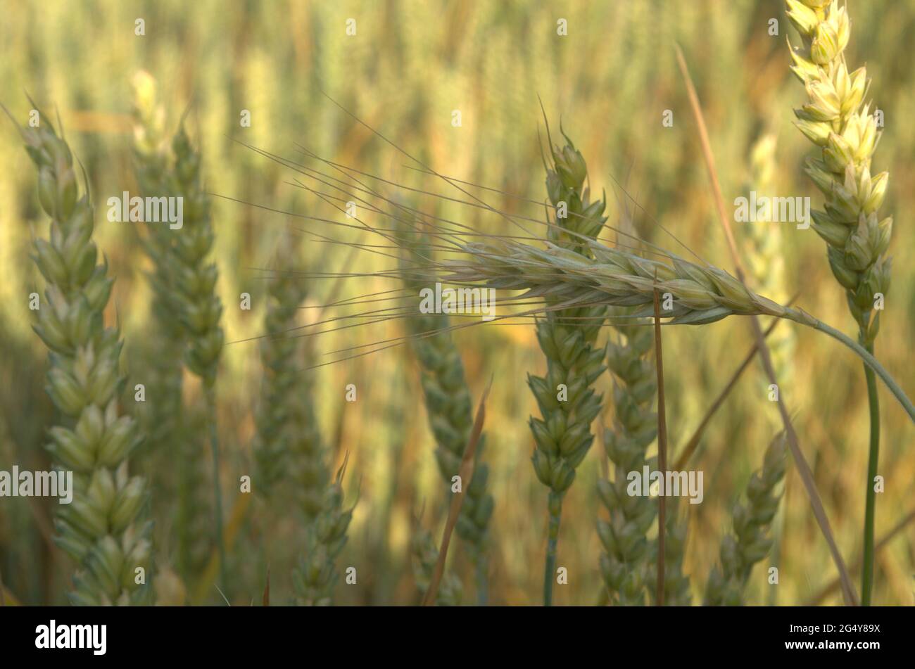 Flowering Phase of Wheat Plants Cultivated in the Farm Field Stock ...