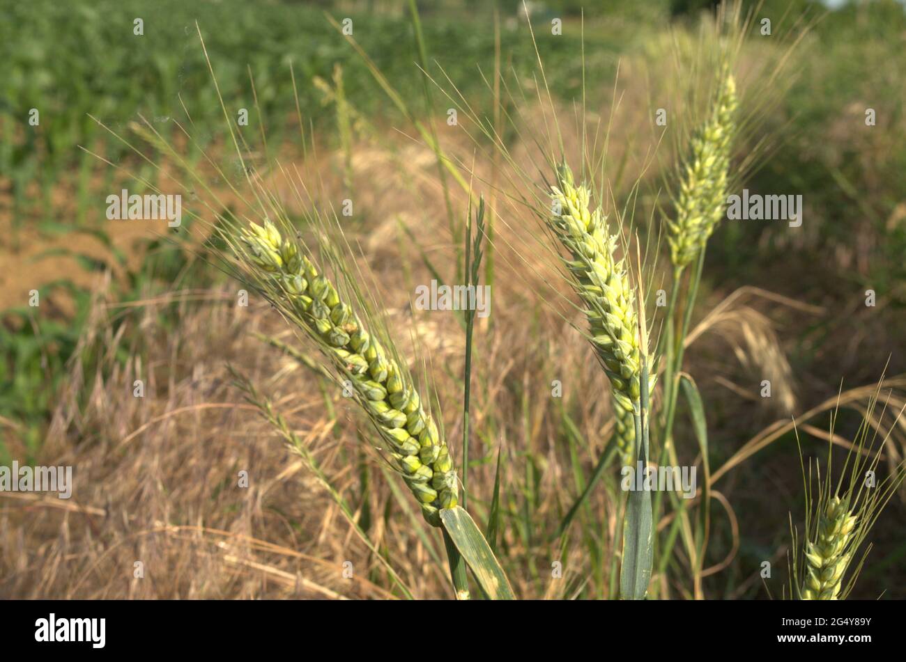 Flowering Phase of Wheat Plants Cultivated in the Farm Field Stock ...