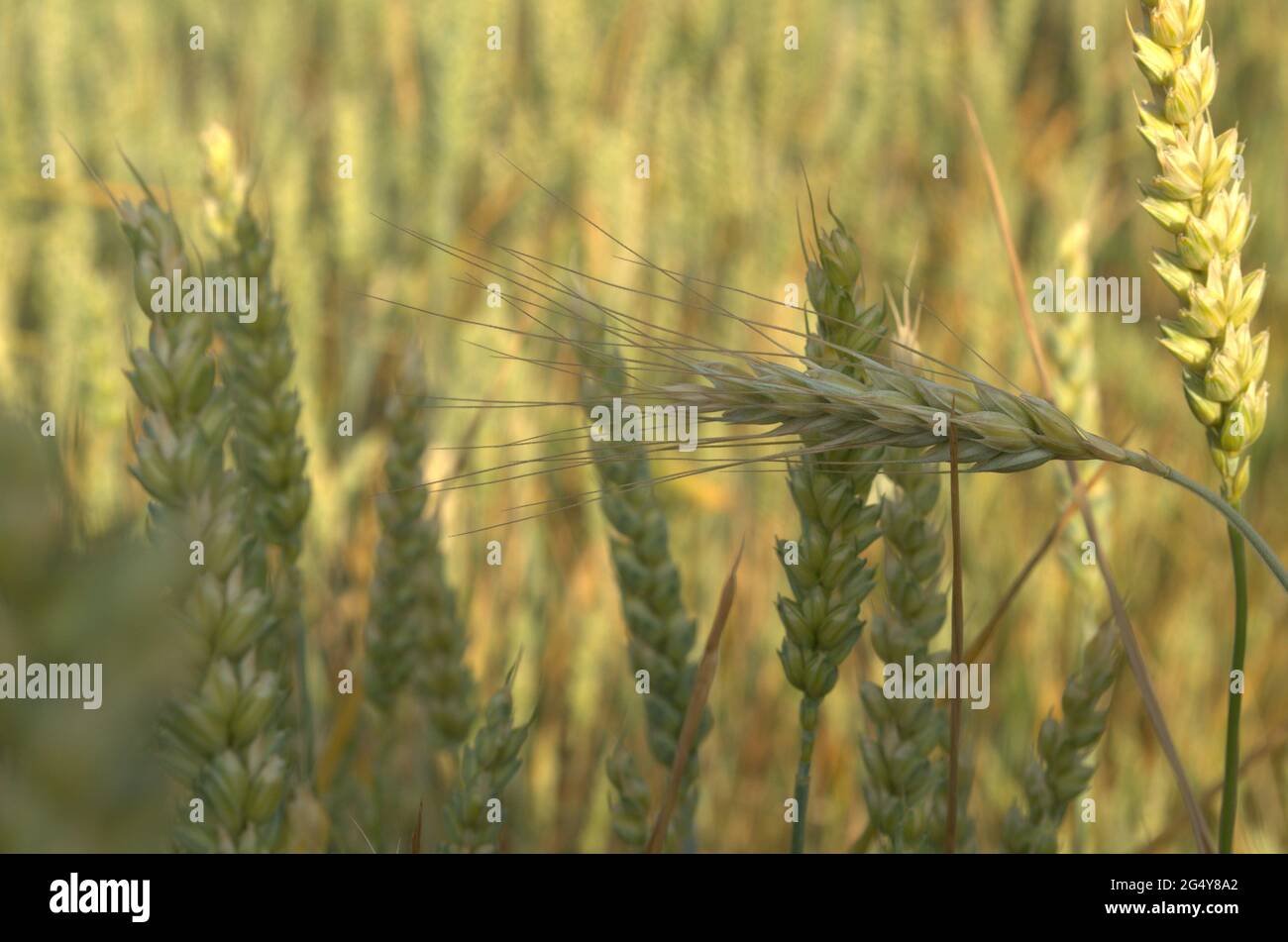 Flowering Phase of Wheat Plants Cultivated in the Farm Field Stock ...