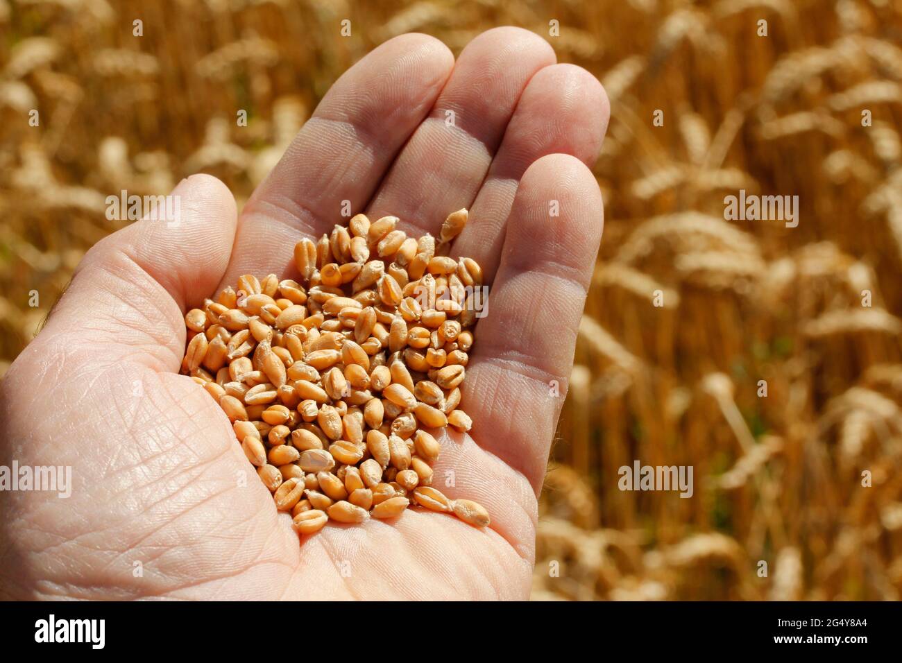 Farmer wheat seeds hi-res stock photography and images - Alamy