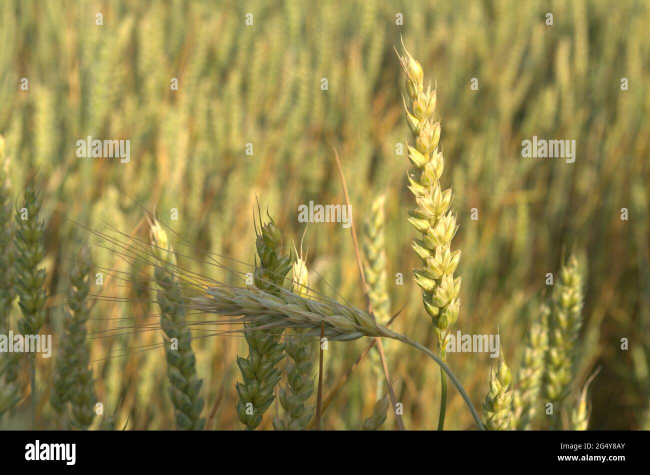 Flowering Phase of Wheat Plants Cultivated in the Farm Field Stock ...