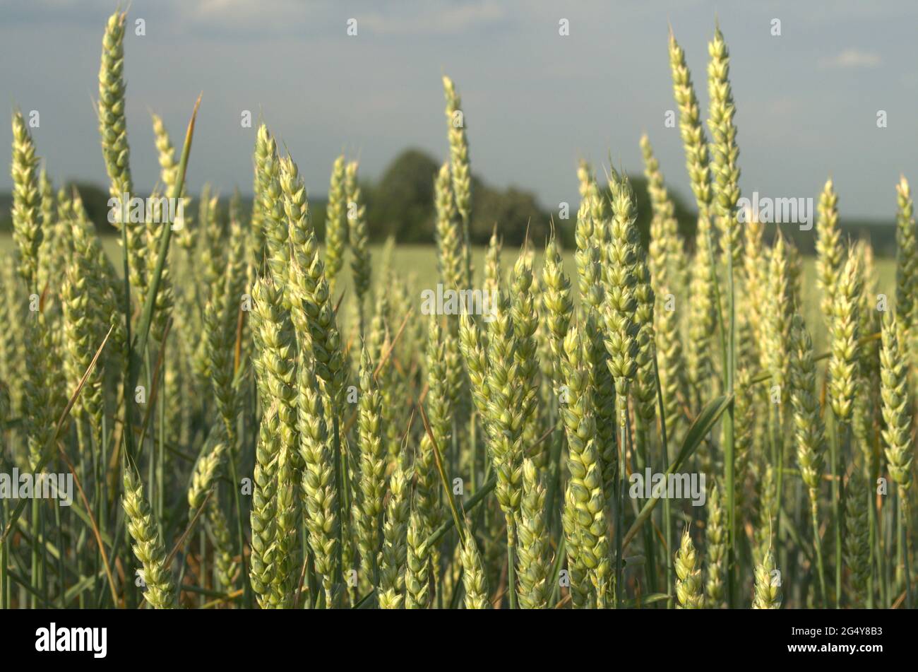Flowering Phase of Wheat Plants Cultivated in the Farm Field Stock ...